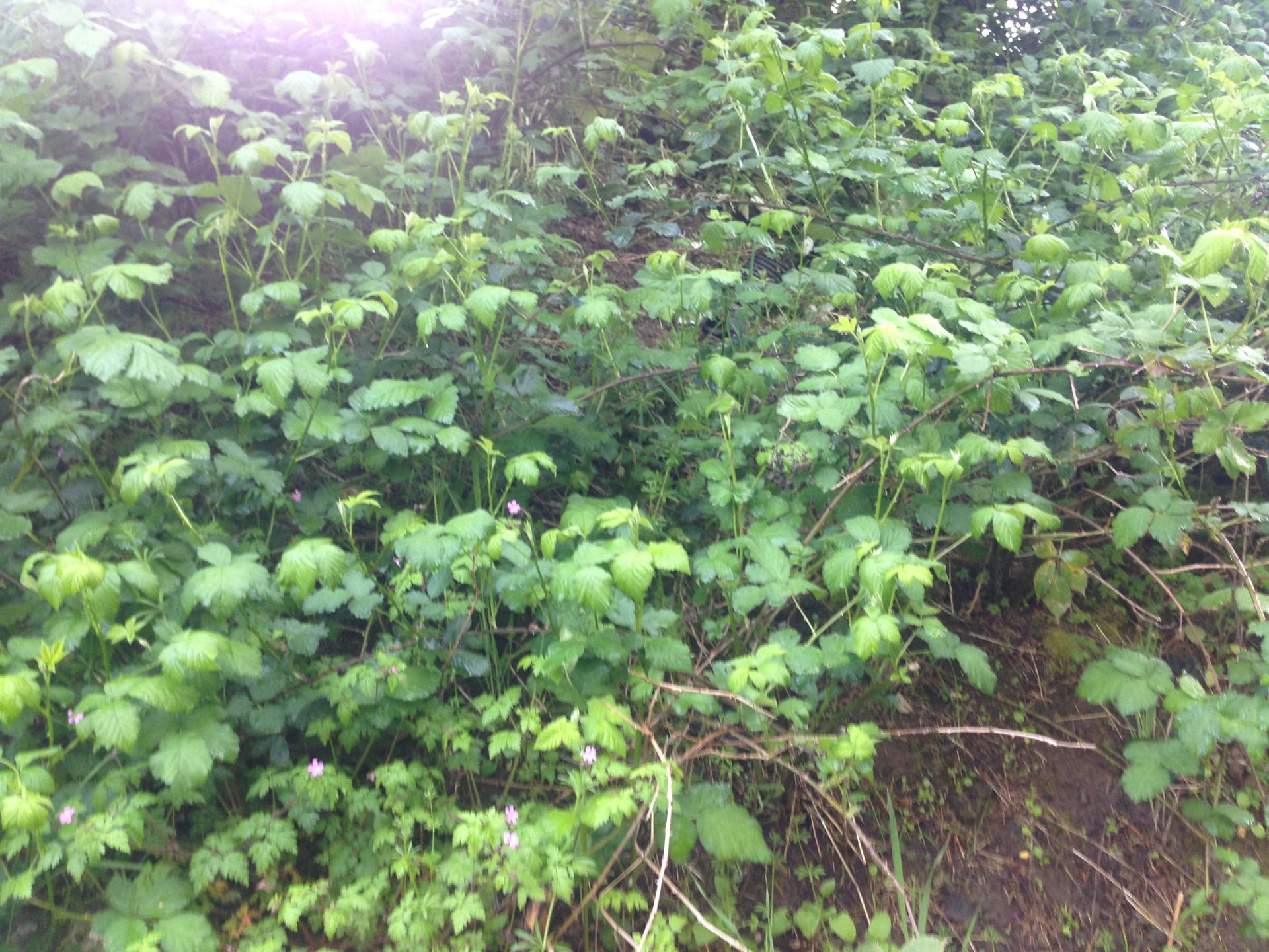 Local Blackberry Removal in Portland, Gresham & Milwaukie | My Green Pros